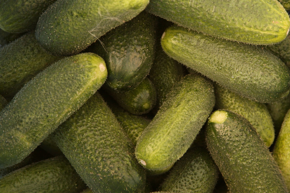 Bio okurky nakladačky | Josef Vymětal