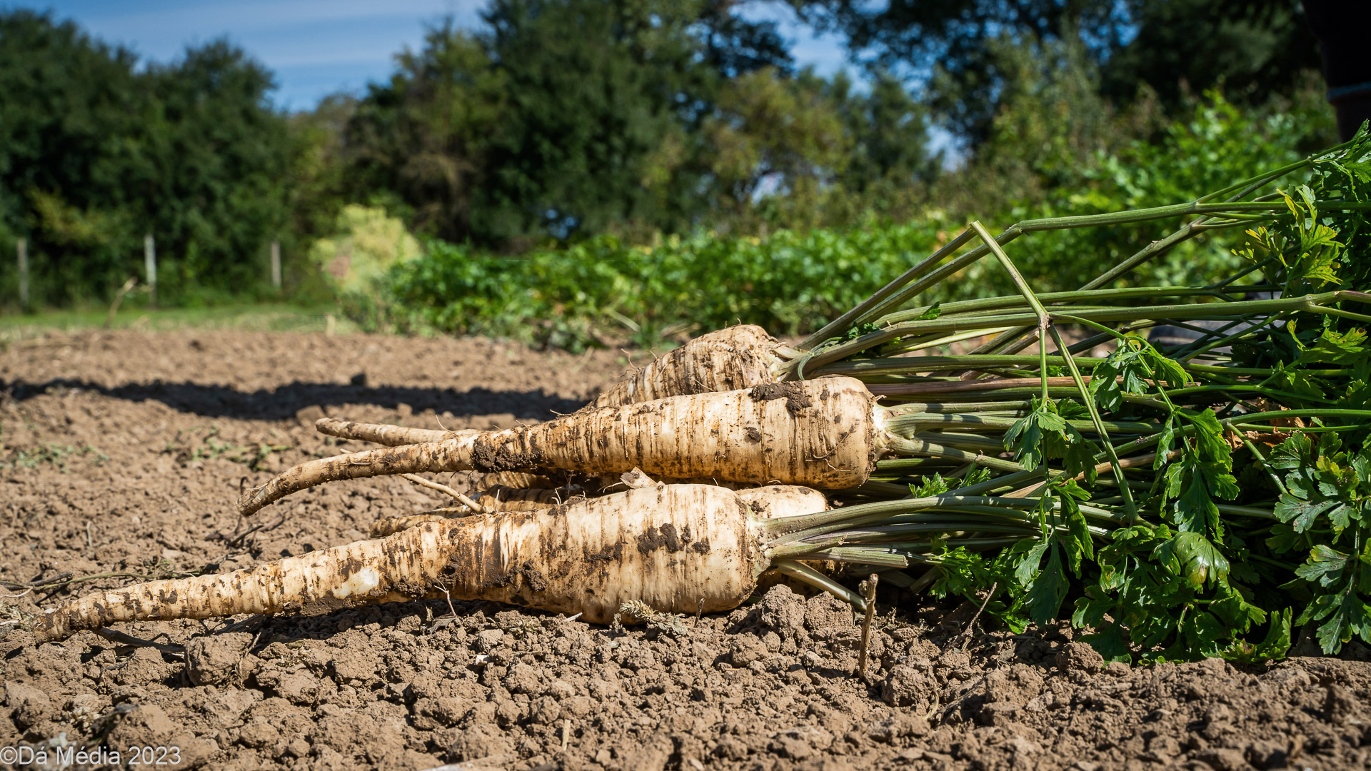 Bio petržel - kořen s natí | Josef Vymětal